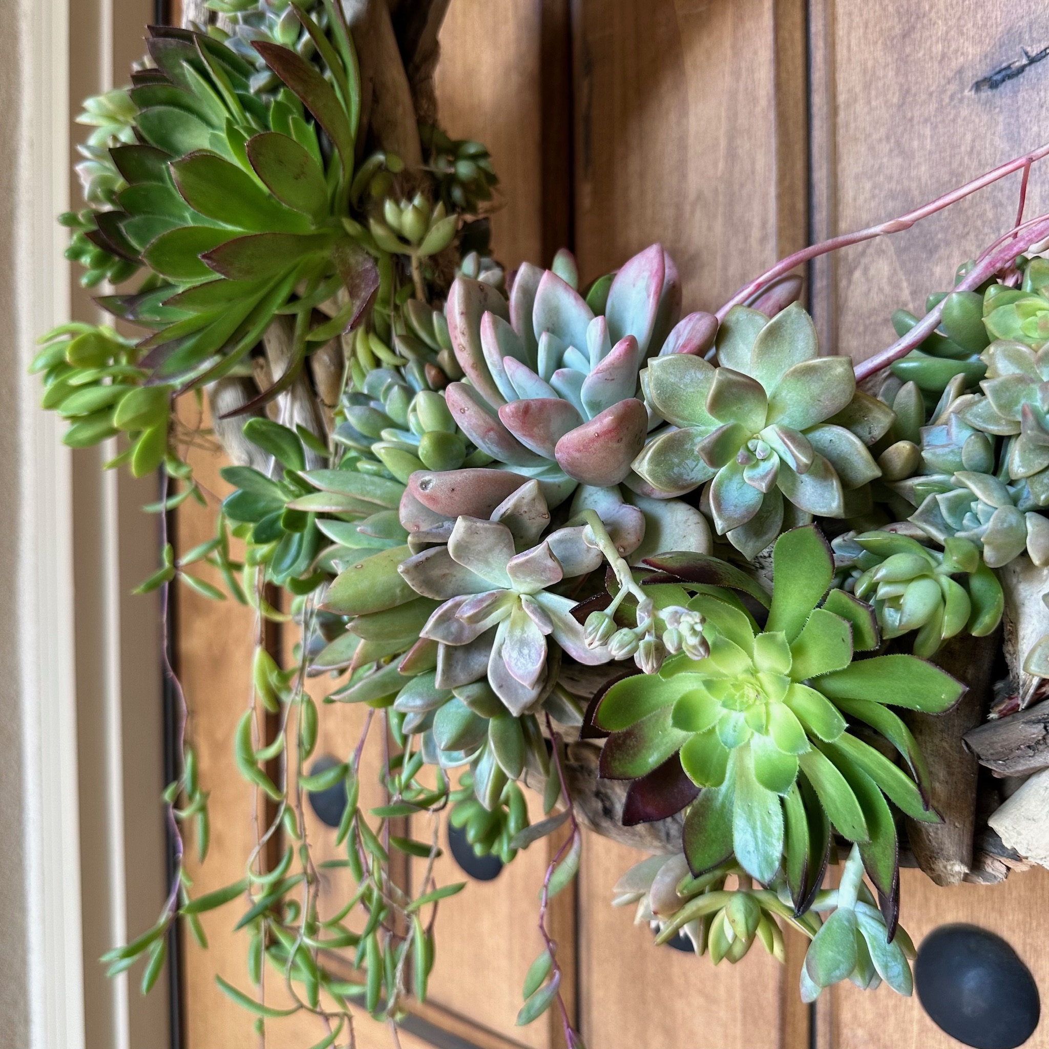 The Amazing Benefits of Decorating Your Home with Living Succulent ...